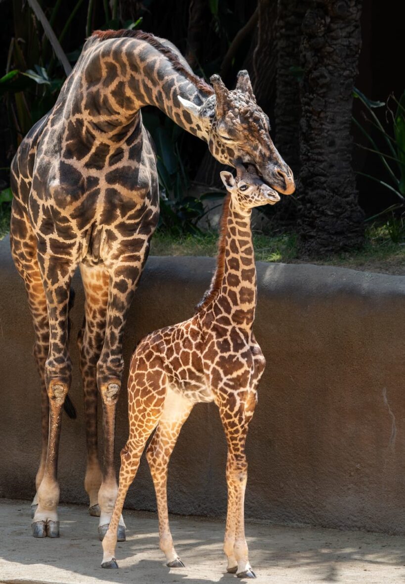 Gallery: Zoo Dads with Photographer Jamie Pham - Los Angeles Zoo and ...