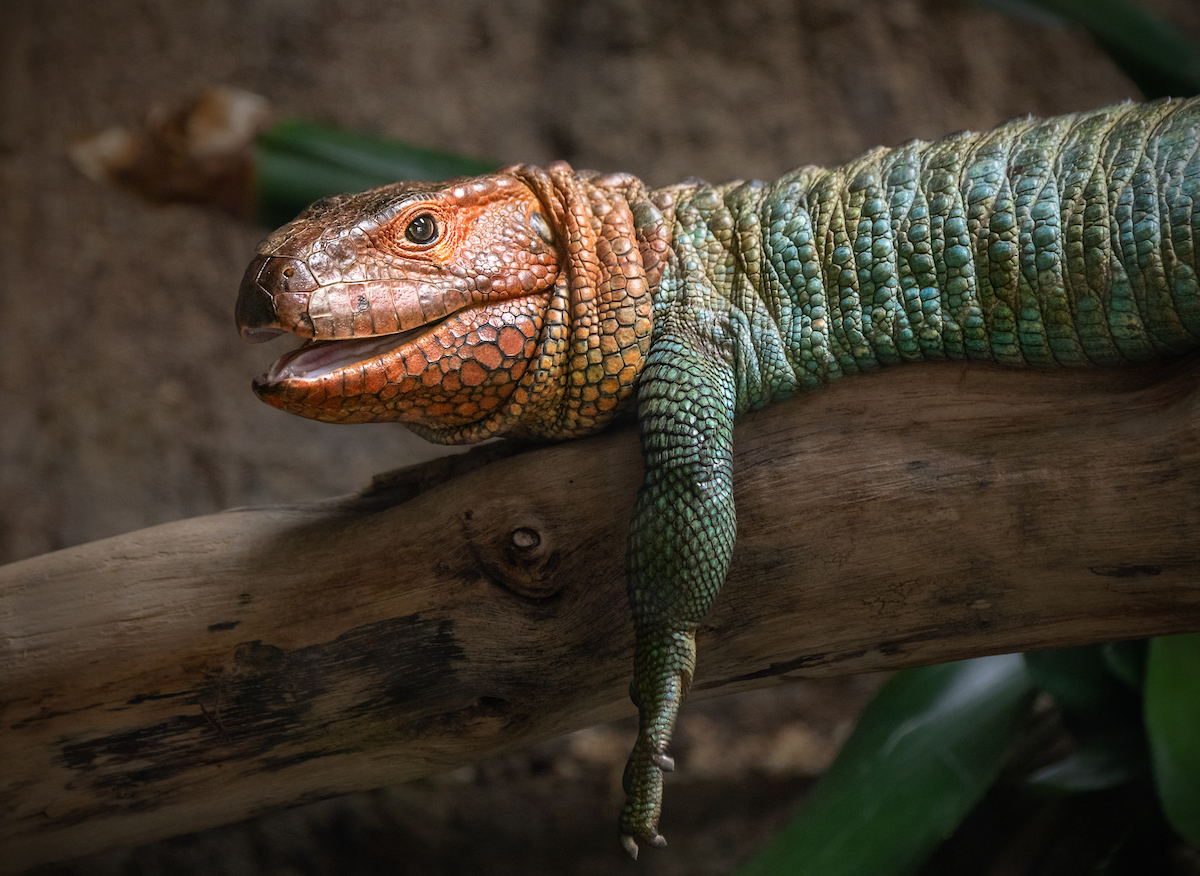 Caiman Lizard - Los Angeles Zoo and Botanical Gardens