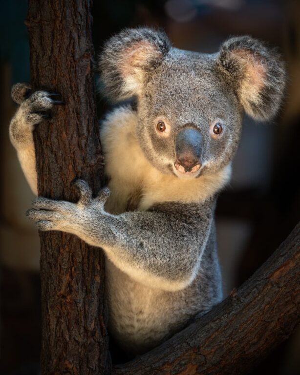 Keeper Interview: Behind the Scenes of a Koala Introduction - Los ...