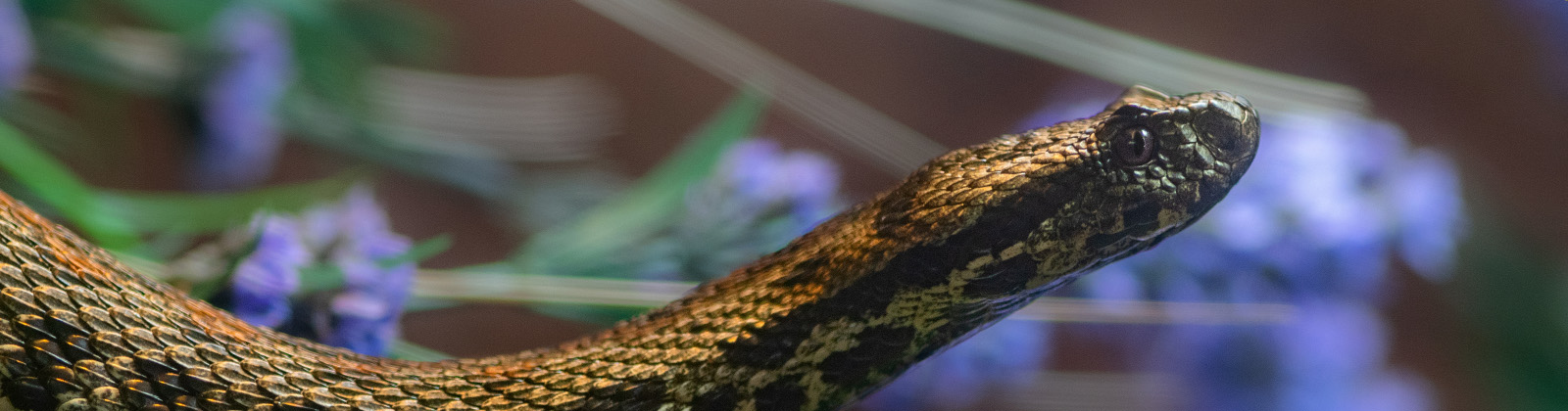 Armenian Viper - Los Angeles Zoo and Botanical Gardens (LA Zoo)