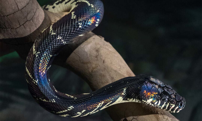 Reptiles - Los Angeles Zoo and Botanical Gardens (LA Zoo)