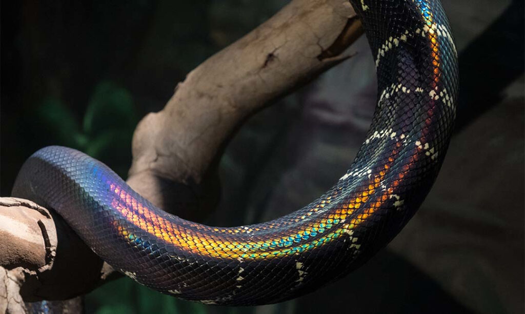 Reptiles - Los Angeles Zoo and Botanical Gardens