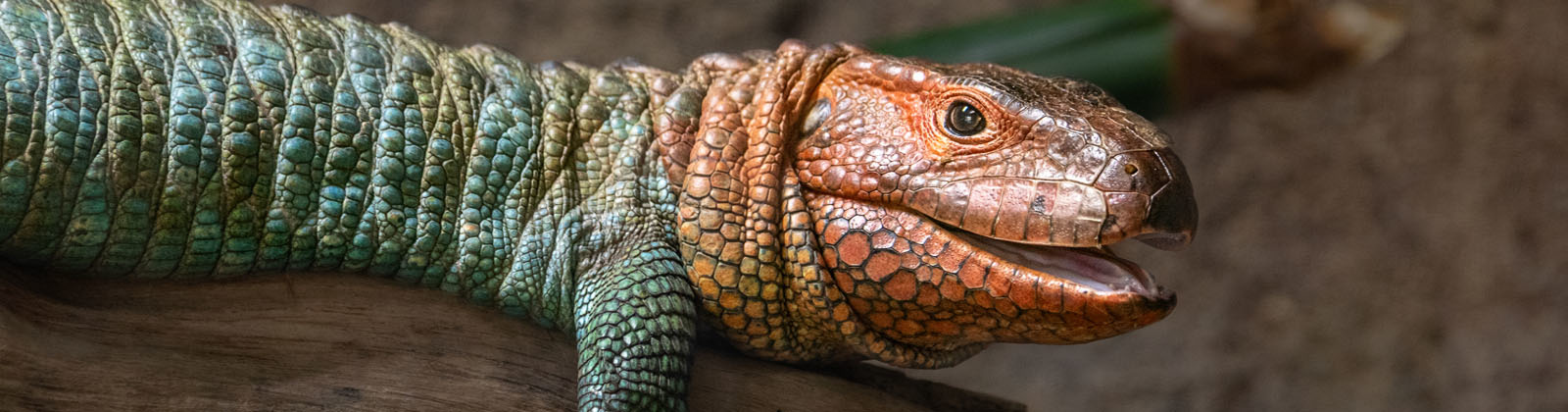 Caiman Lizard - Los Angeles Zoo and Botanical Gardens (LA Zoo)