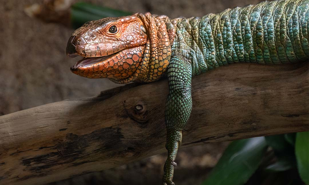 Caiman Lizard - Los Angeles Zoo and Botanical Gardens (LA Zoo)