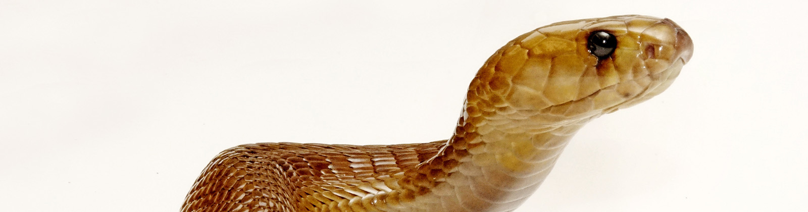 Cape Cobra - Los Angeles Zoo and Botanical Gardens (LA Zoo)