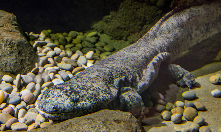 Amphibians - Los Angeles Zoo and Botanical Gardens (LA Zoo)