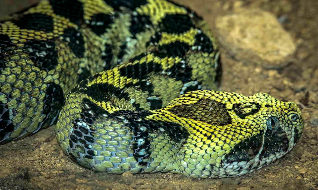 Reptiles - Los Angeles Zoo and Botanical Gardens