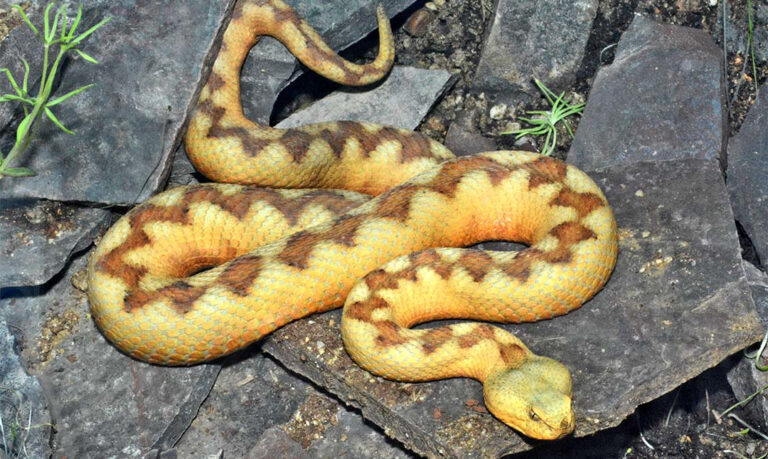 Reptiles - Los Angeles Zoo and Botanical Gardens (LA Zoo)