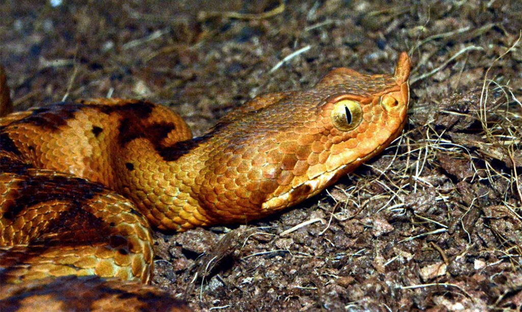 Reptiles - Los Angeles Zoo and Botanical Gardens