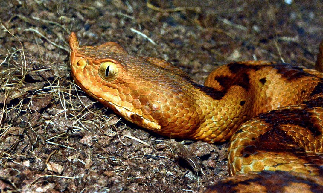 European Long-nosed Viper - Los Angeles Zoo and Botanical Gardens