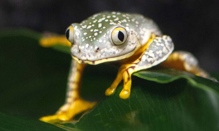 Amphibians - Los Angeles Zoo and Botanical Gardens (LA Zoo)