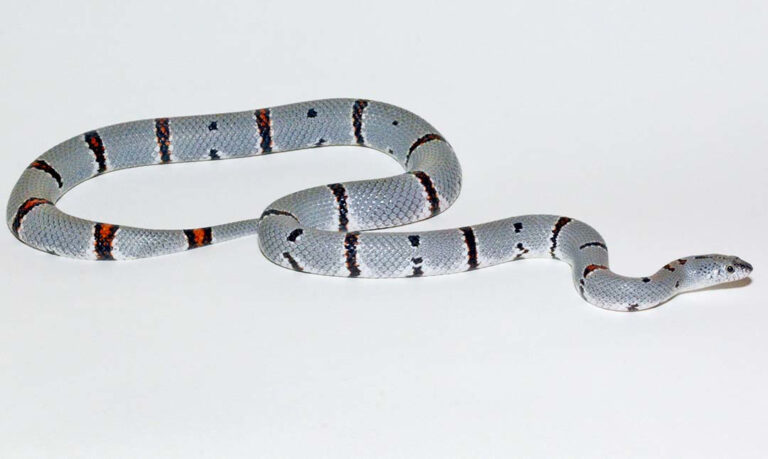 Reptiles - Los Angeles Zoo and Botanical Gardens