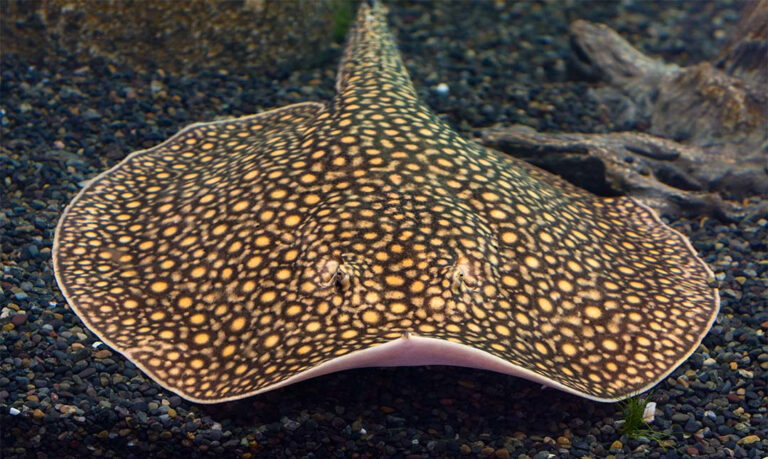 Fish - Los Angeles Zoo and Botanical Gardens (LA Zoo)