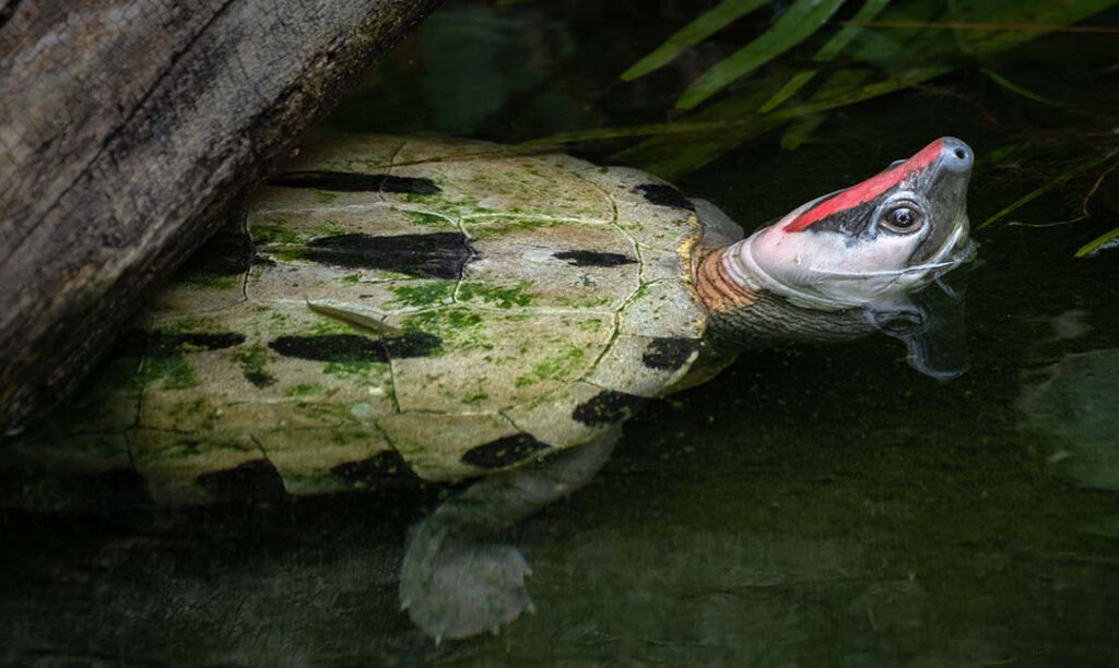 Reptiles - Los Angeles Zoo and Botanical Gardens