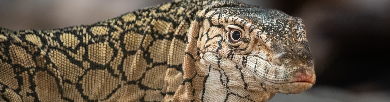 Perentie - Los Angeles Zoo and Botanical Gardens (LA Zoo)