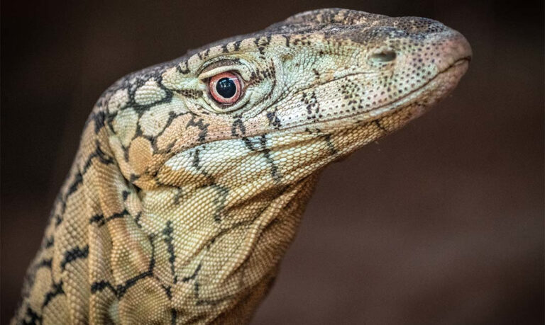 Reptiles - Los Angeles Zoo and Botanical Gardens (LA Zoo)