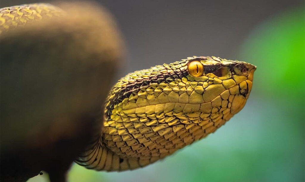 Temple Viper - Los Angeles Zoo and Botanical Gardens