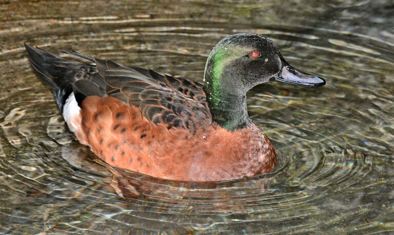 Birds - Los Angeles Zoo and Botanical Gardens