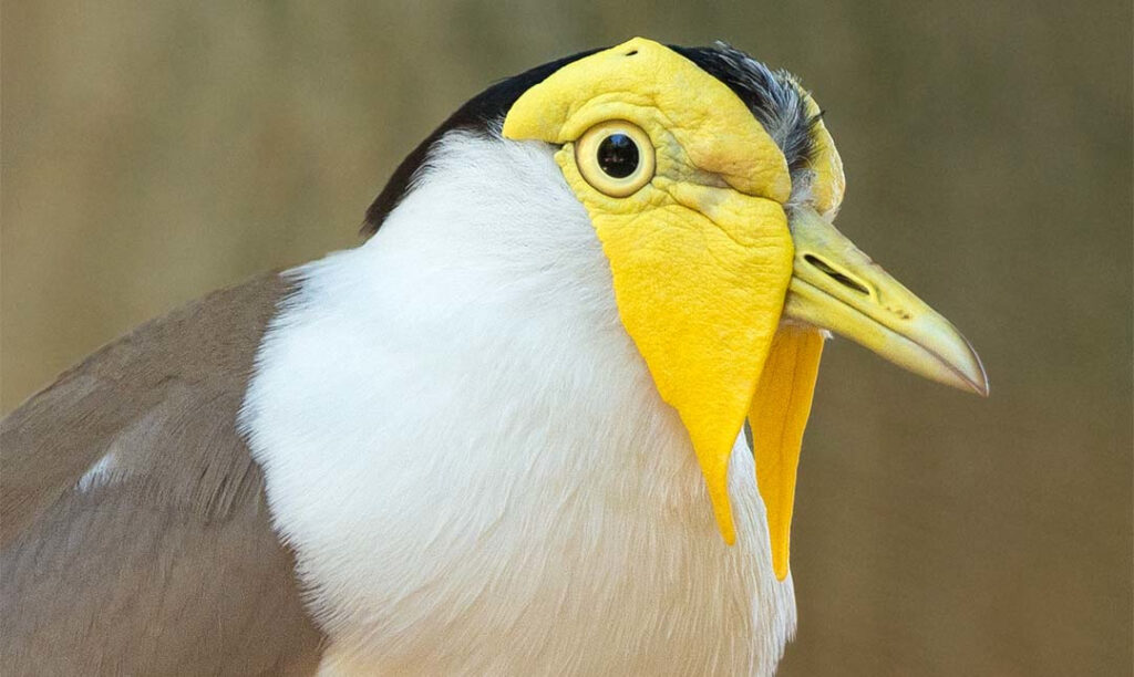 Masked Lapwing - Los Angeles Zoo and Botanical Gardens