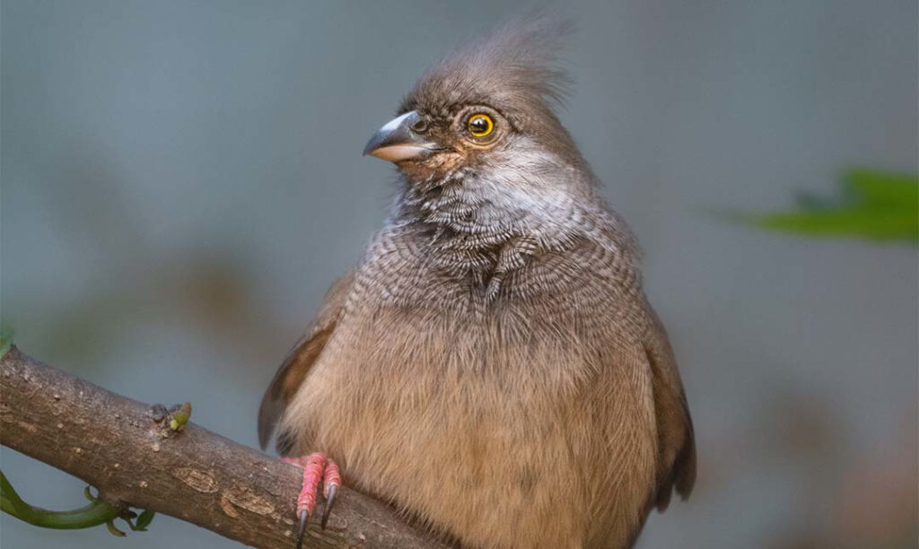 Speckled Mousebird - Los Angeles Zoo and Botanical Gardens