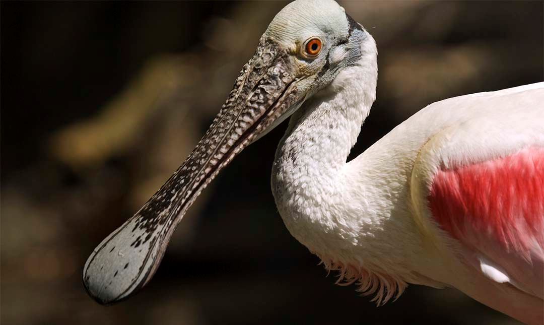 African Spoonbill - Los Angeles Zoo and Botanical Gardens