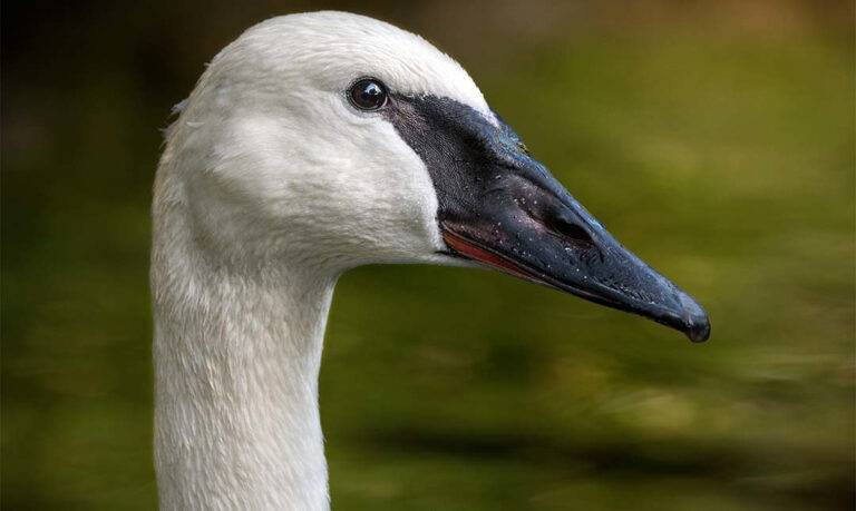 Birds - Los Angeles Zoo and Botanical Gardens (LA Zoo)