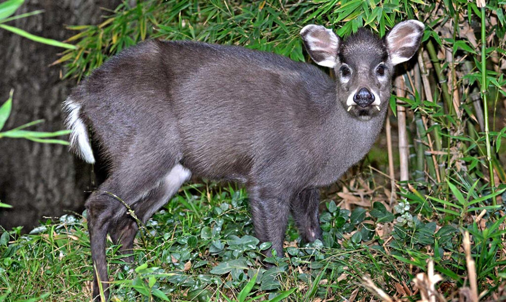 Tufted Deer - Los Angeles Zoo and Botanical Gardens