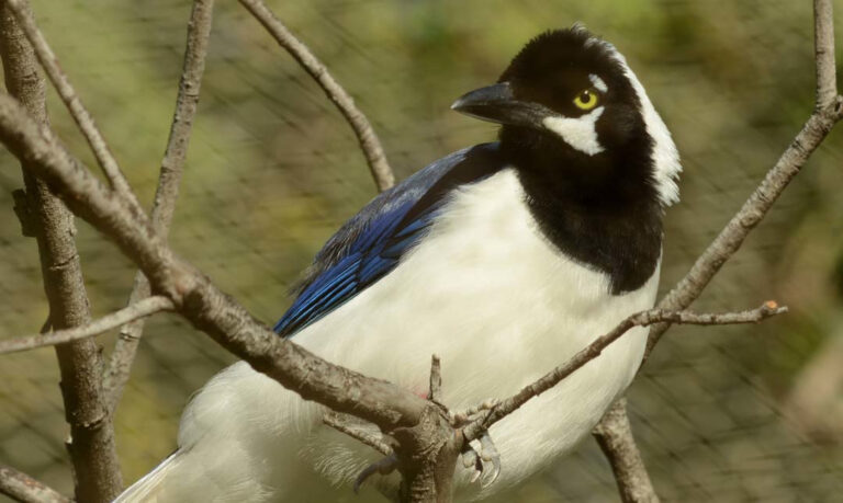 Birds - Los Angeles Zoo and Botanical Gardens (LA Zoo)