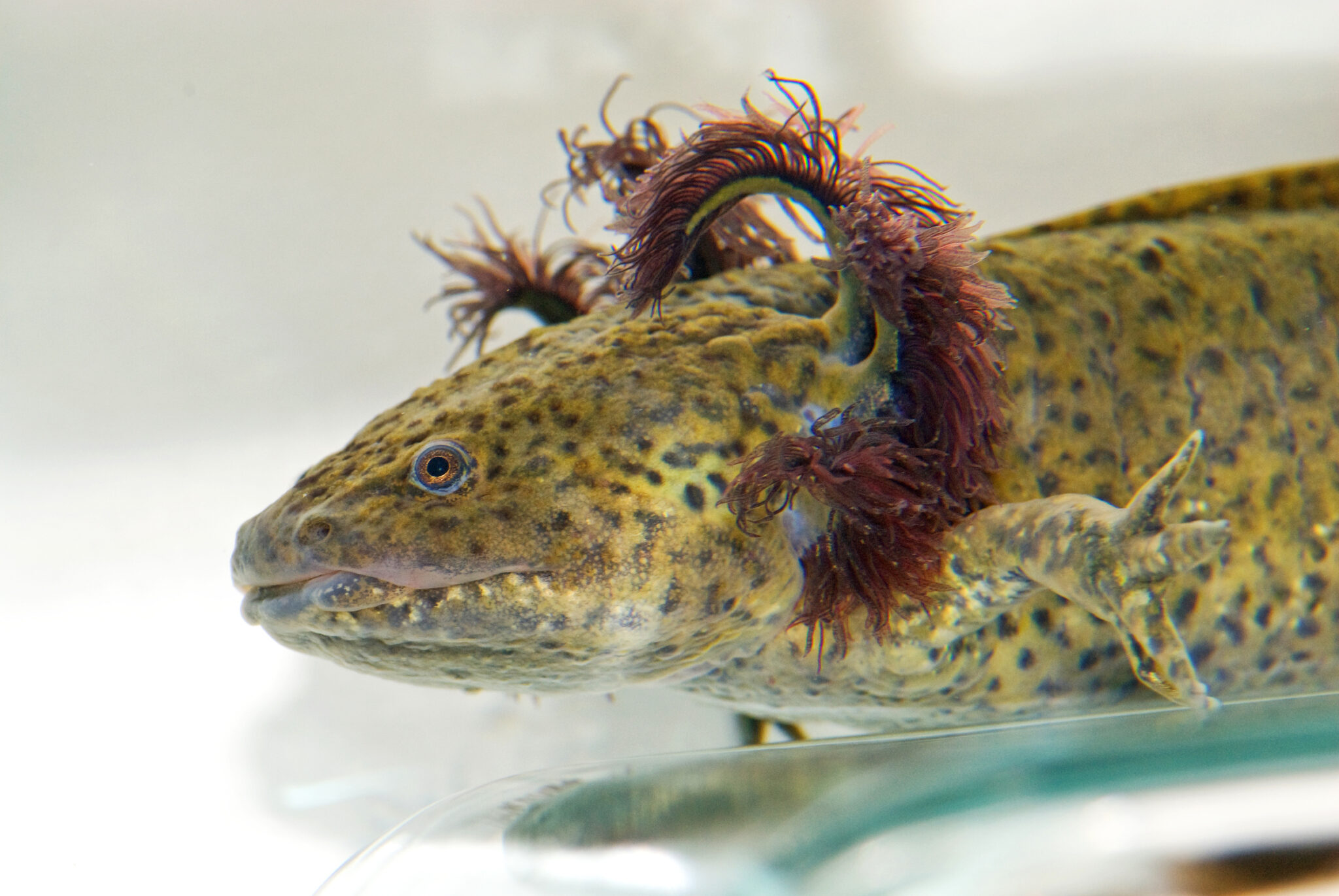 Axolotl - Los Angeles Zoo and Botanical Gardens