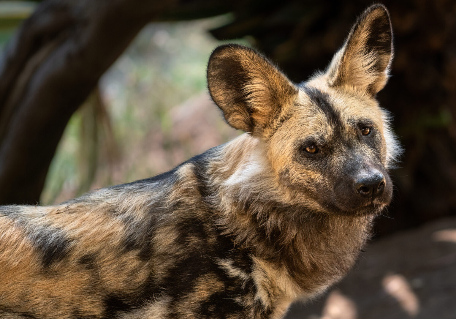 African Painted Dog - Los Angeles Zoo and Botanical Gardens