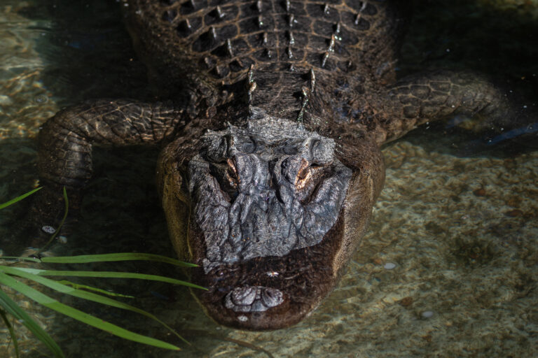 Reptiles - Los Angeles Zoo and Botanical Gardens