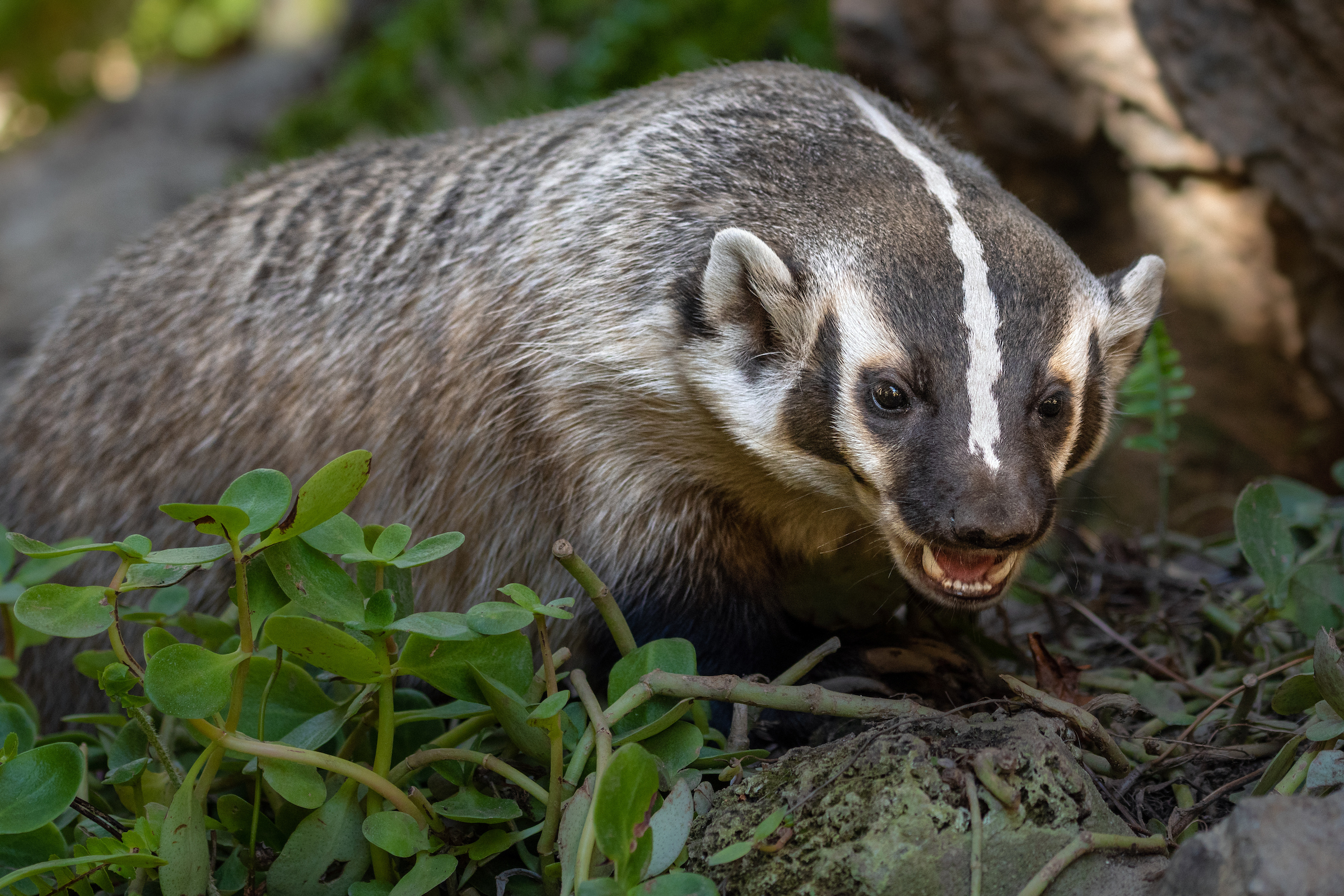 American Badger Los Angeles Zoo And Botanical Gardens American Badger Los Angeles Zoo And Botanical Gardens