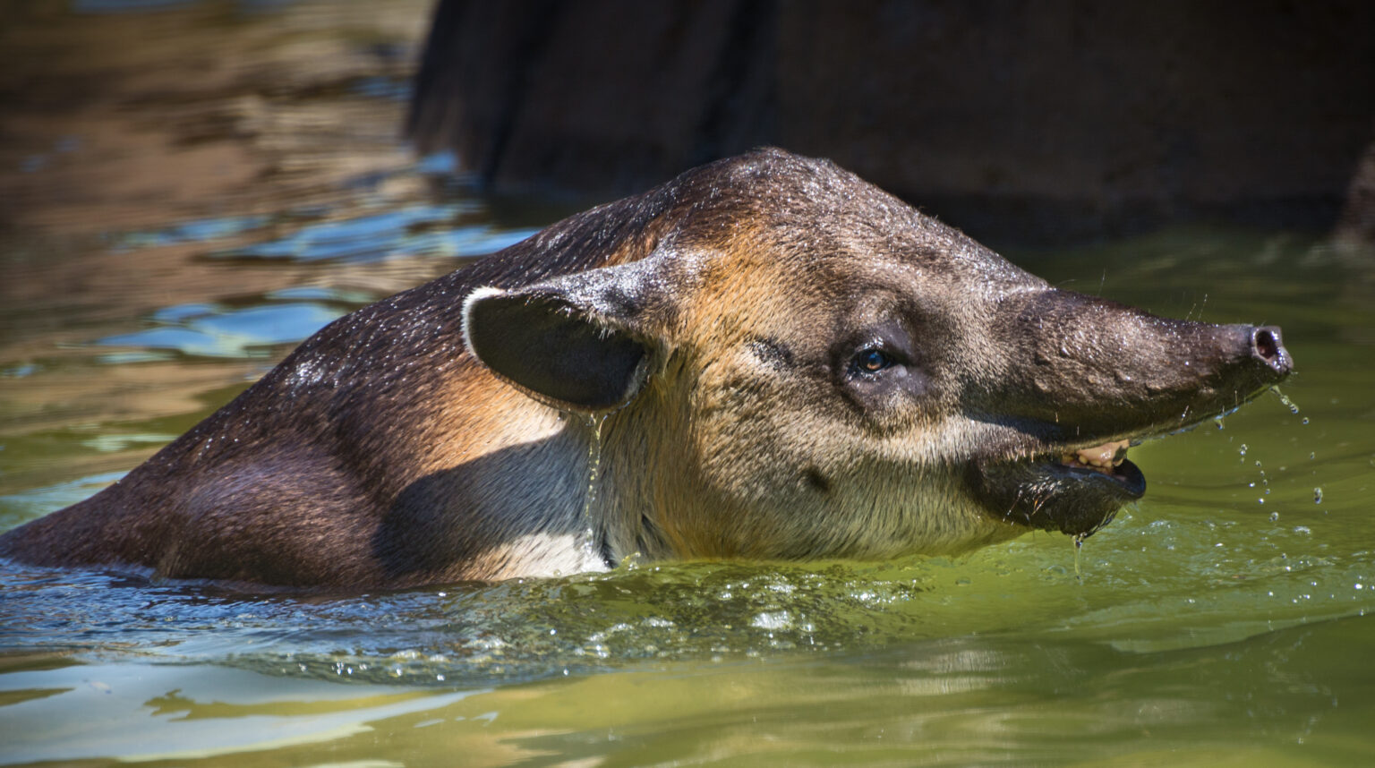 Baird's Tapir - Los Angeles Zoo and Botanical Gardens