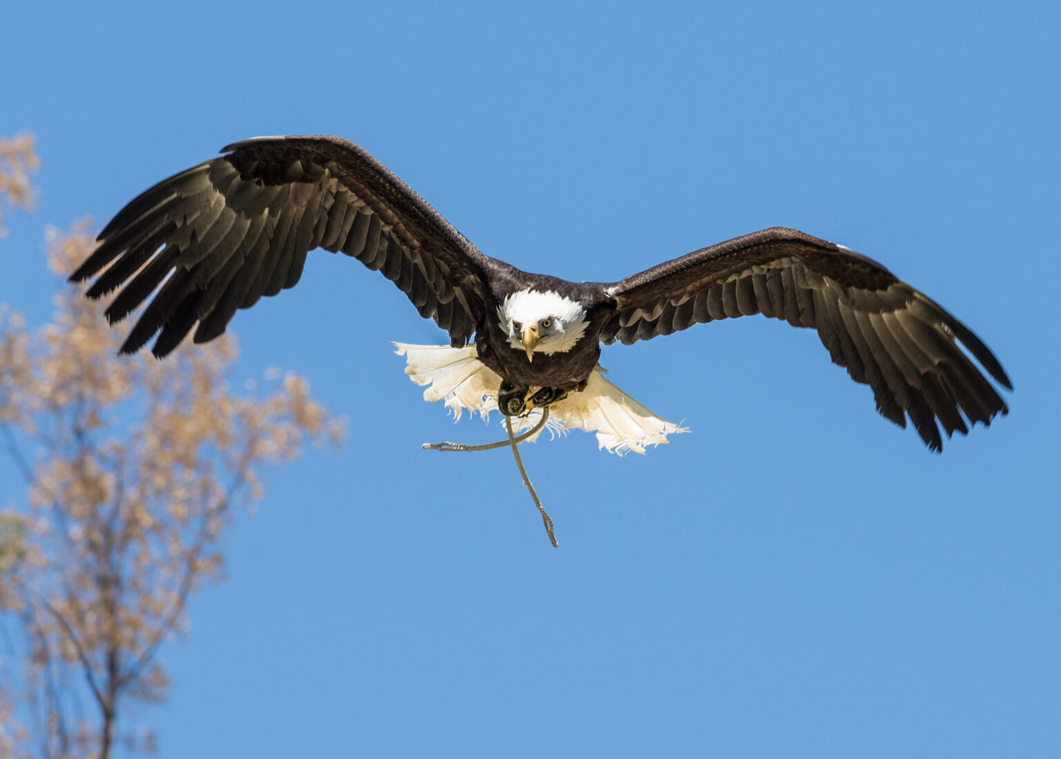 Birds - Los Angeles Zoo and Botanical Gardens