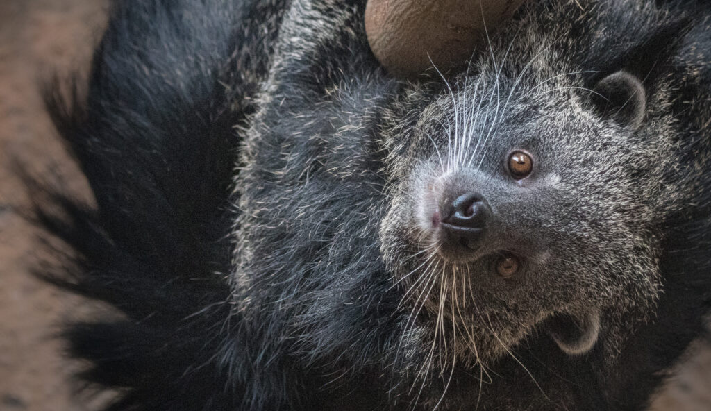 Mammals - Los Angeles Zoo and Botanical Gardens