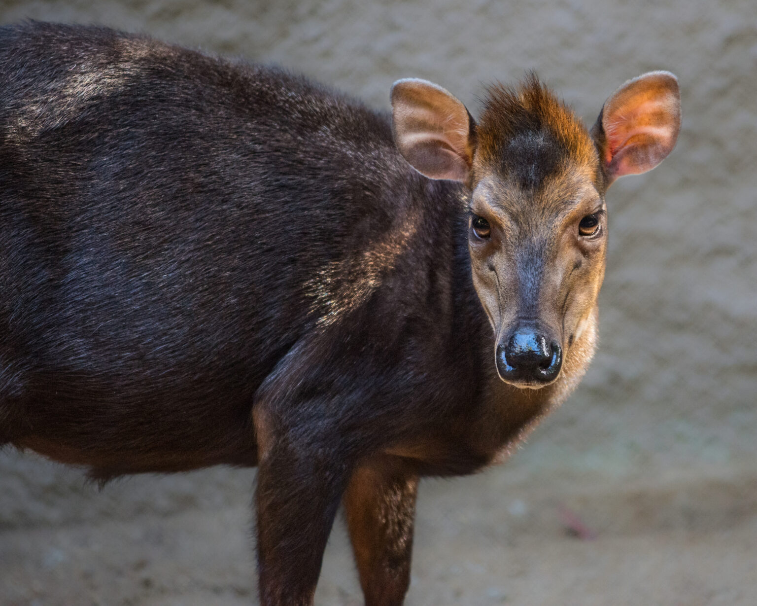 Yellow-Backed Duiker - Los Angeles Zoo and Botanical Gardens