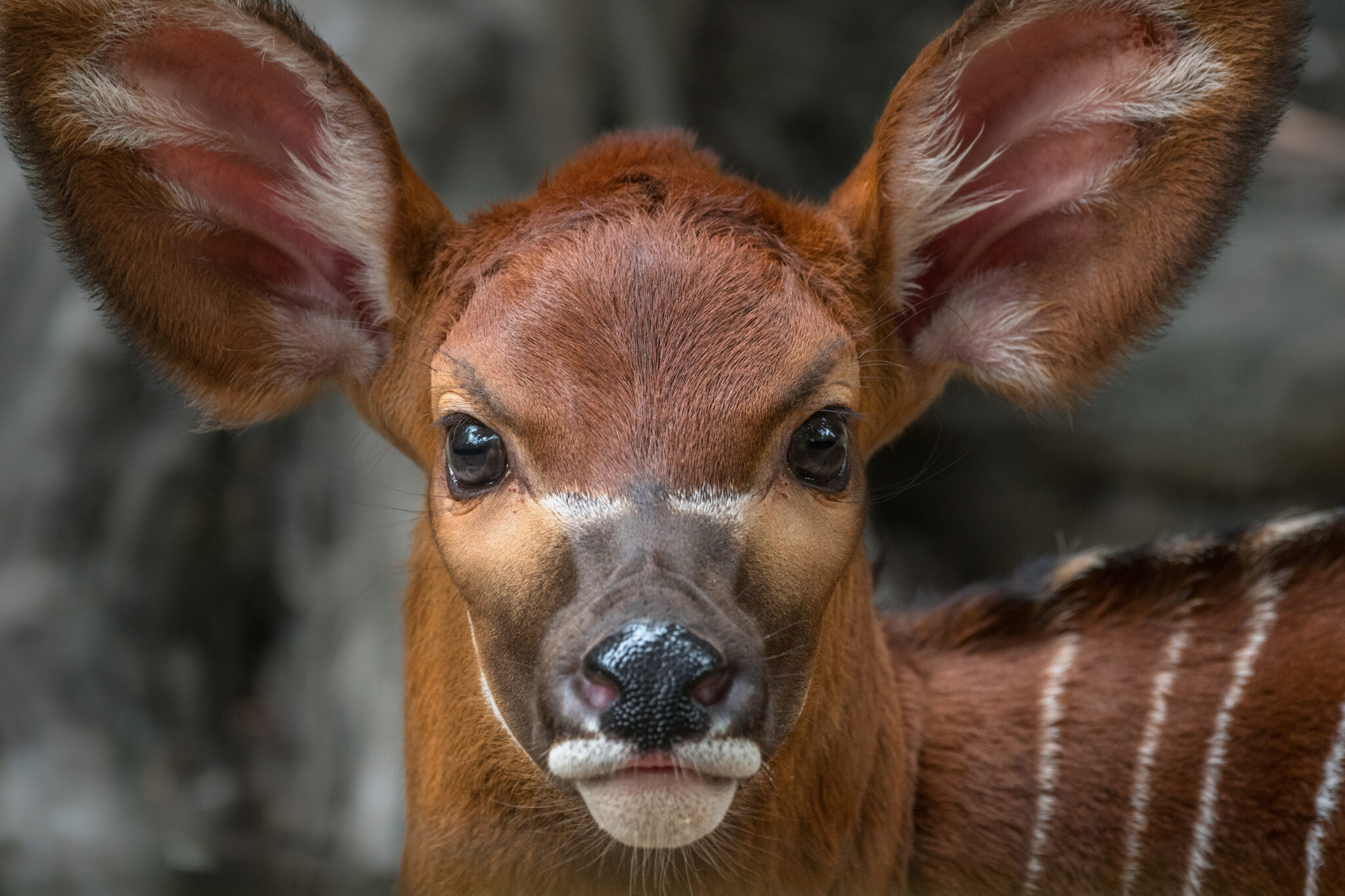 Bongo - Los Angeles Zoo and Botanical Gardens