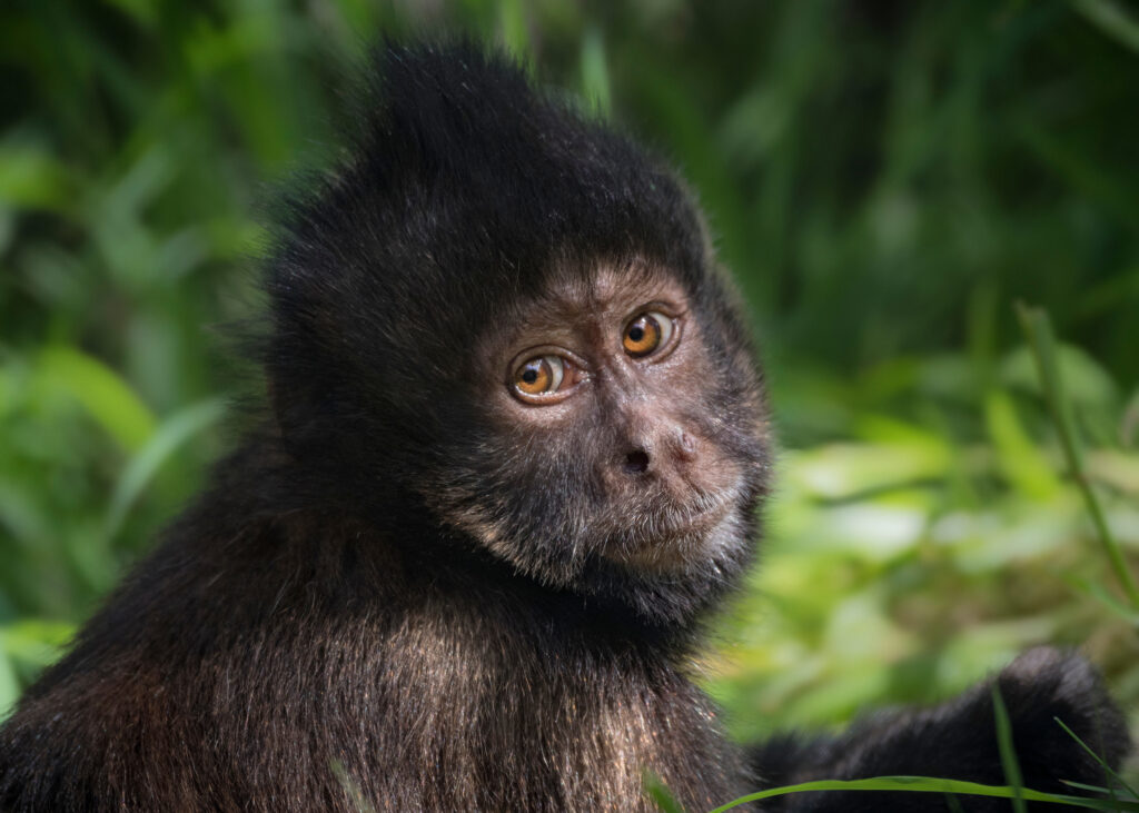 Crested Capuchin Monkey - Los Angeles Zoo and Botanical Gardens