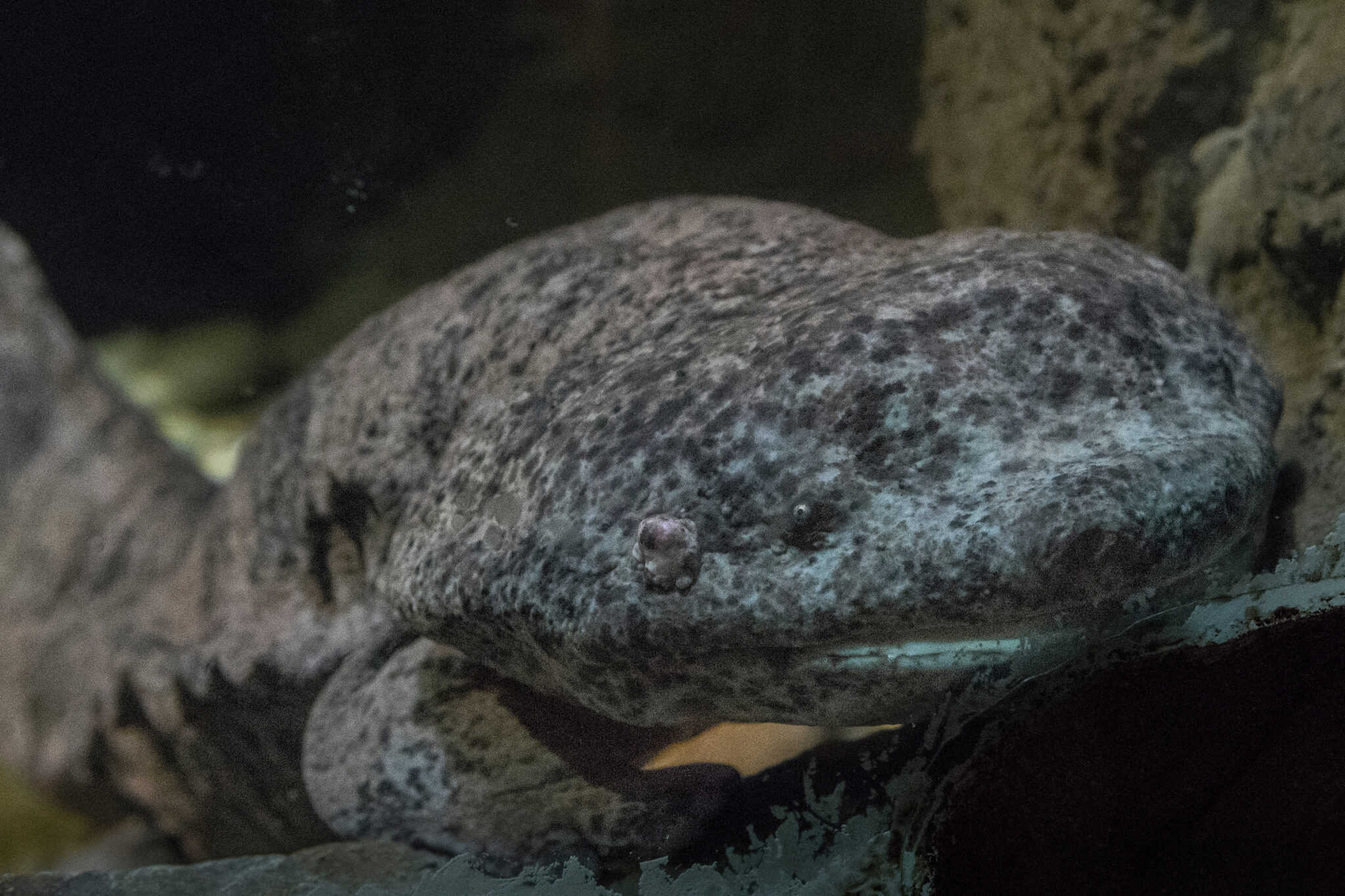 Chinese Giant Salamander - Los Angeles Zoo and Botanical Gardens