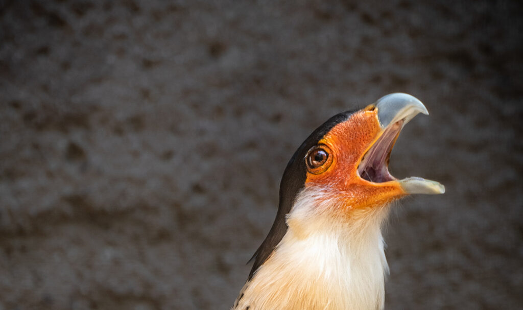 Birds - Los Angeles Zoo and Botanical Gardens