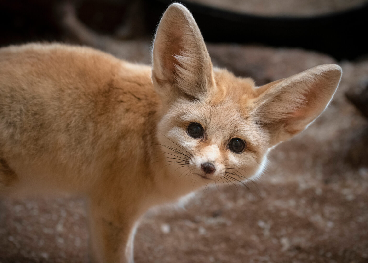 Fennec Fox - Los Angeles Zoo and Botanical Gardens