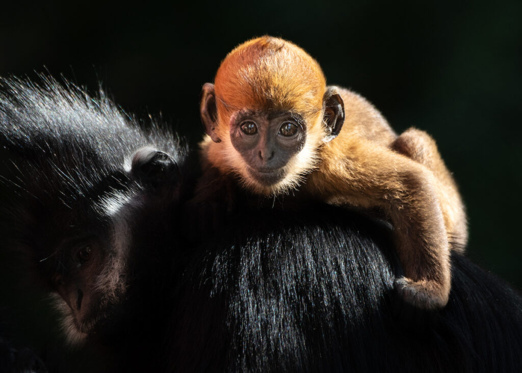 François’ Langur - Los Angeles Zoo and Botanical Gardens