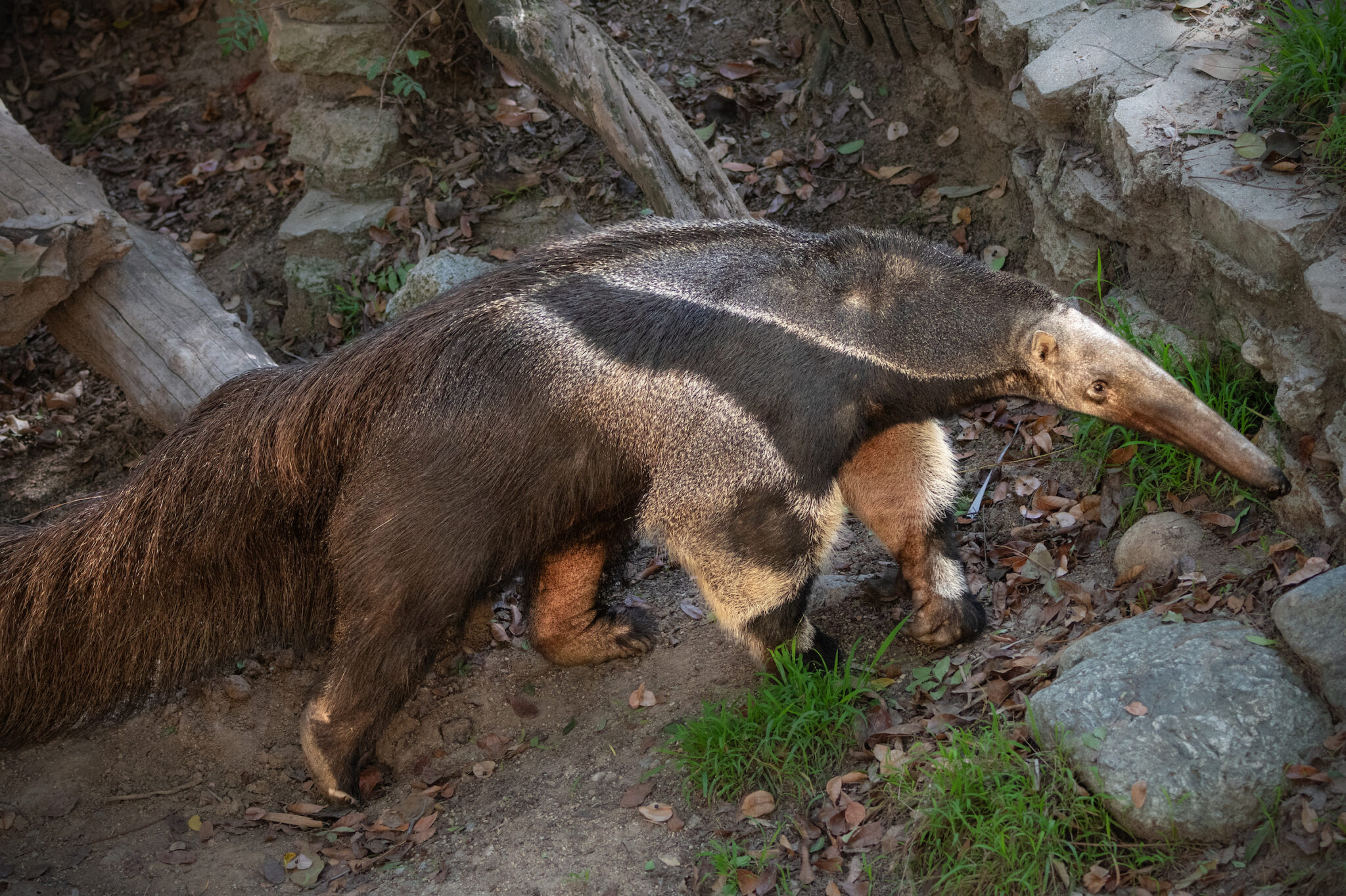 Giant Anteater - Los Angeles Zoo and Botanical Gardens