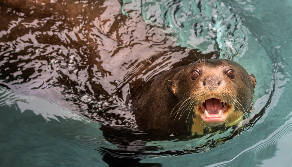 Giant Otter - Los Angeles Zoo and Botanical Gardens