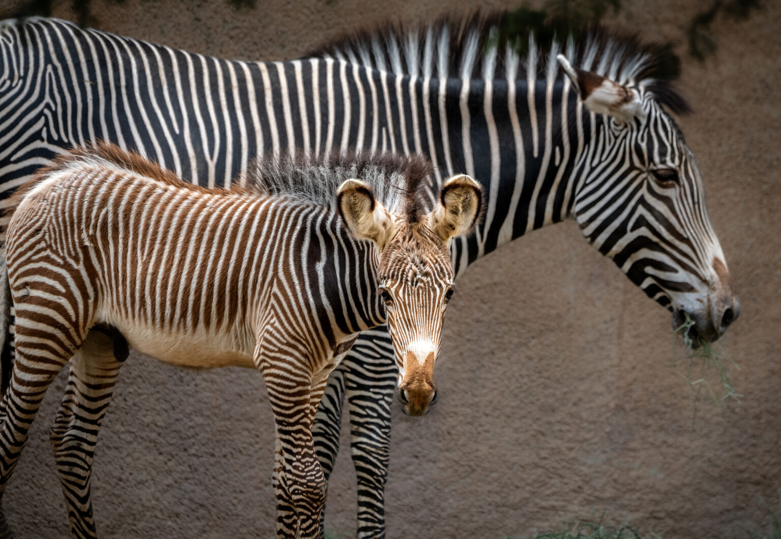 Grevy’s Zebra - Los Angeles Zoo and Botanical Gardens