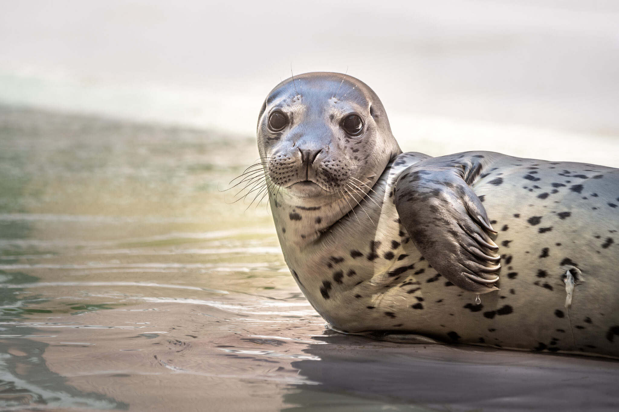 Harbor Seal - Los Angeles Zoo and Botanical Gardens