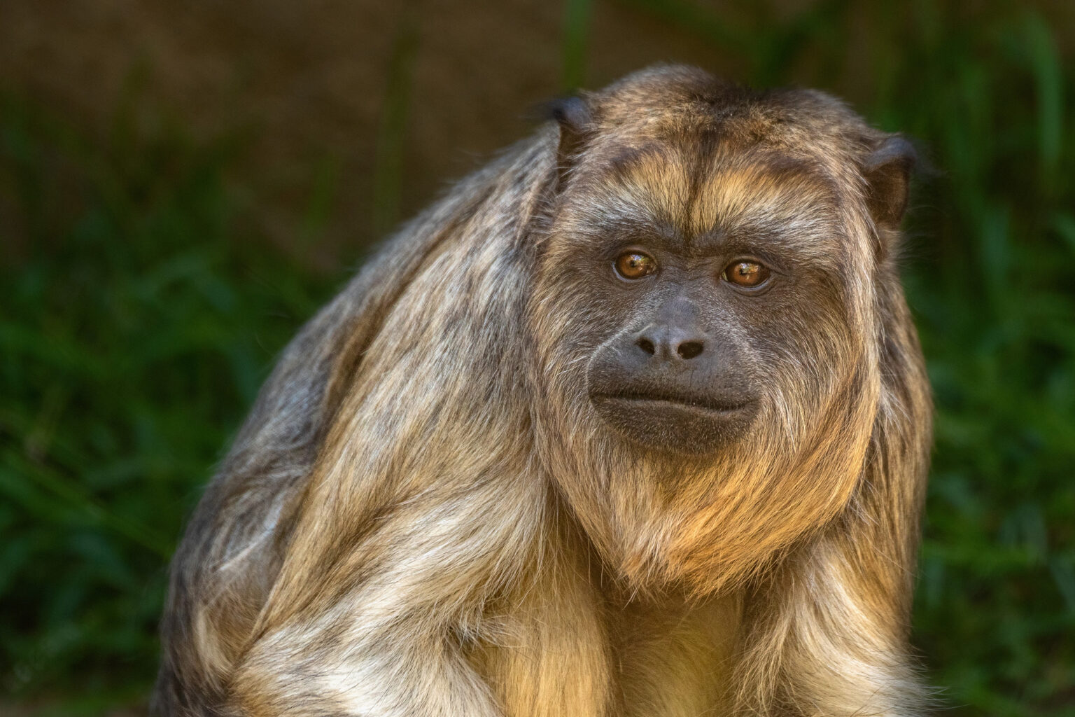 Black Howler Monkey - Los Angeles Zoo and Botanical Gardens