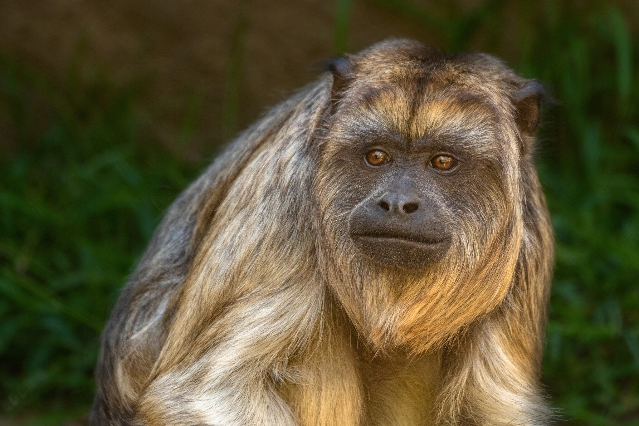 Black Howler Monkey - Los Angeles Zoo and Botanical Gardens