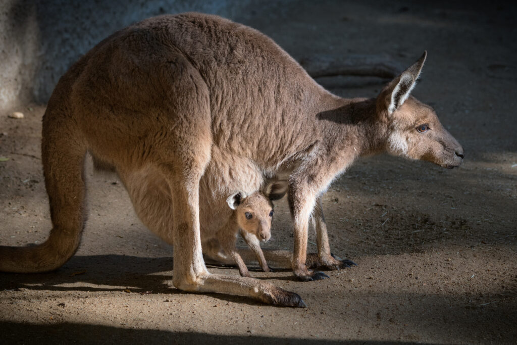 Western Gray Kangaroo - Los Angeles Zoo and Botanical Gardens
