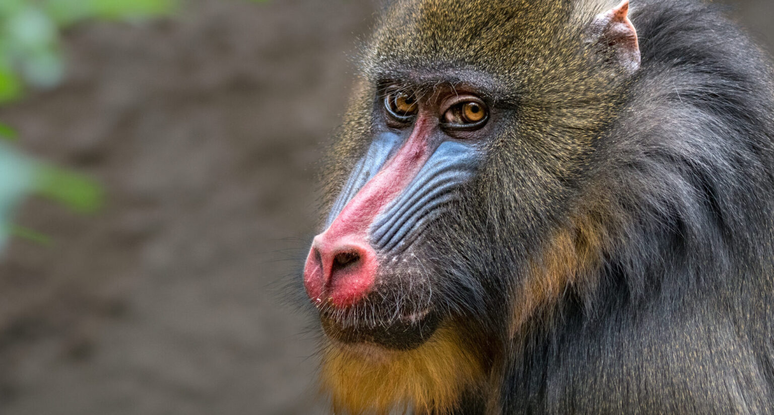 Mandrill - Los Angeles Zoo and Botanical Gardens